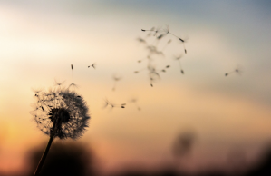 Free Flow Writing by Jeyran Main – Review Tales